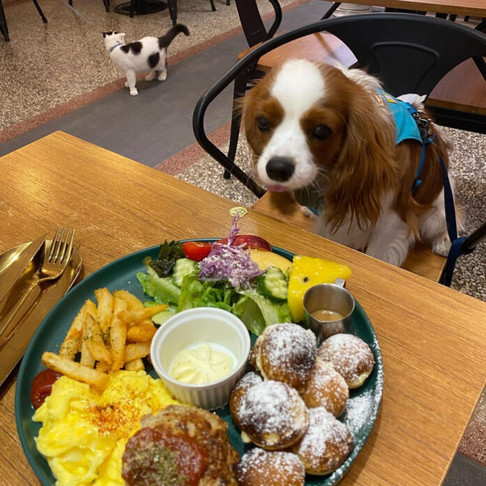 台南寵物友善餐廳｜帶著毛小孩歡度午茶時光- GOMAJI夠麻吉