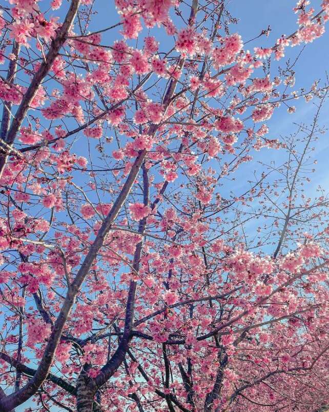 賞櫻景點｜誰說賞櫻要出國？全台櫻花秘境TOP10 - GOMAJI夠麻吉